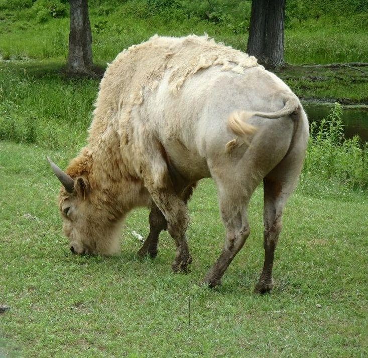 Photos Of Half Albino Animals