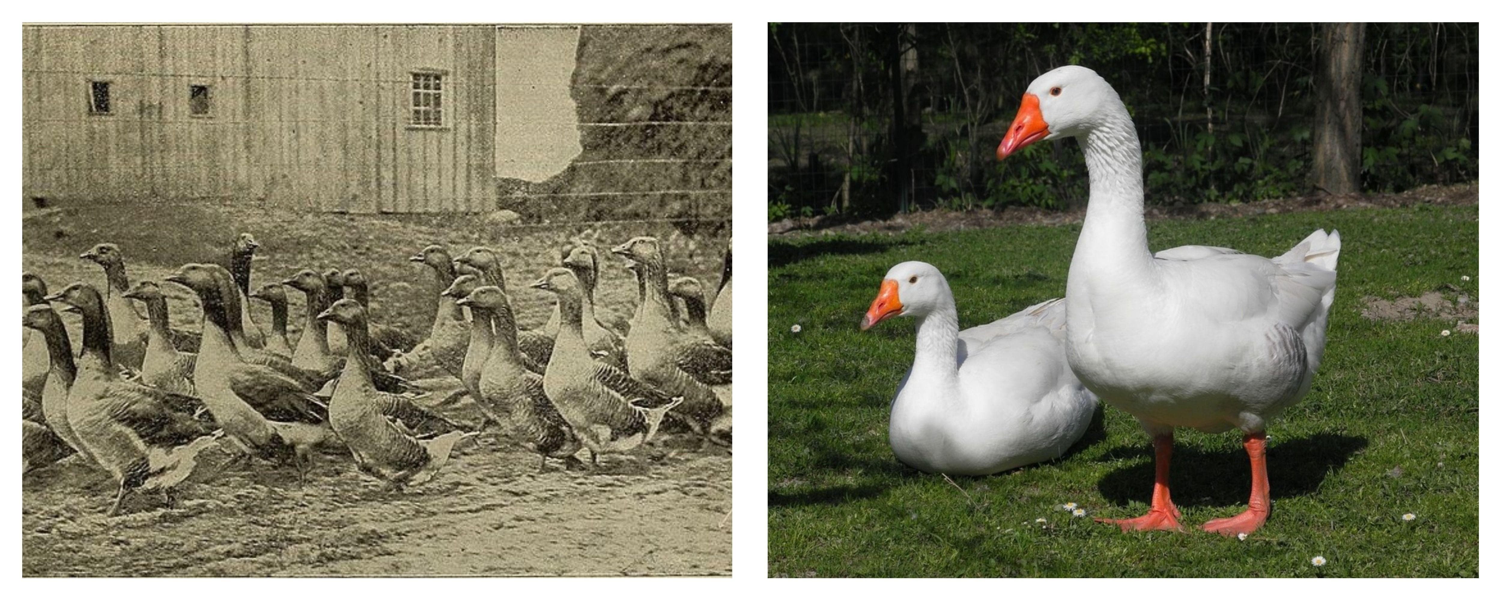 What Animals Looked Like Before Humans Started Breeding Them For Food