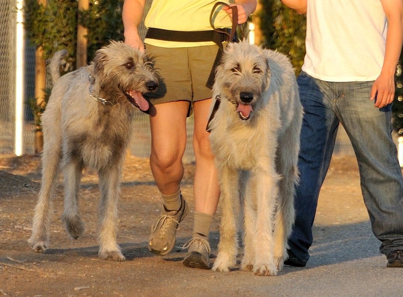 17 Weird Dog Breeds You Didn't Know Existed