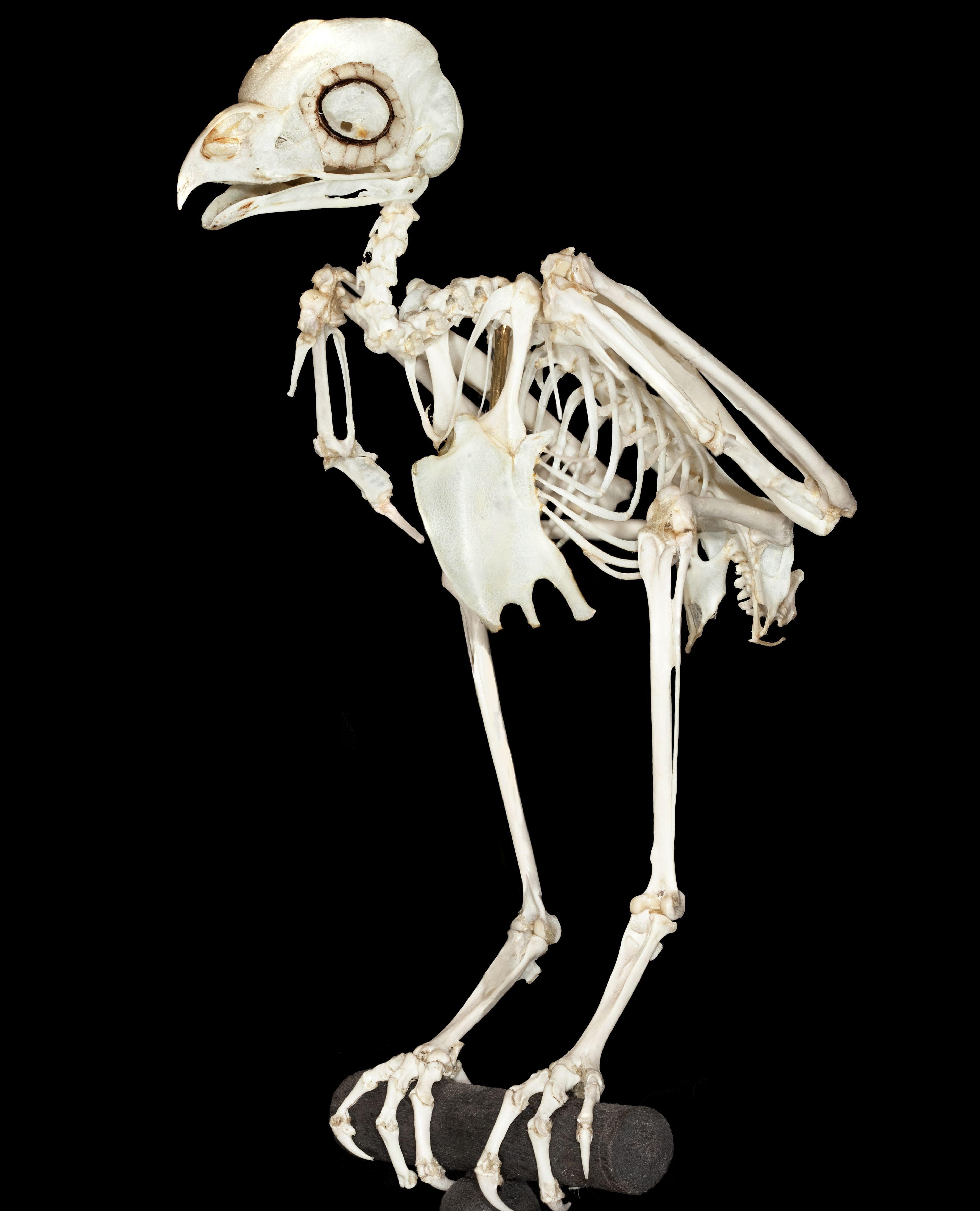 What Skeletons of Cute Animals Look Like