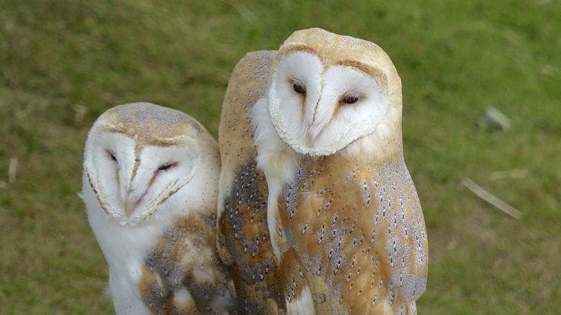 Animals that mate for life: 12 monogamous species ️, most monogamous ...