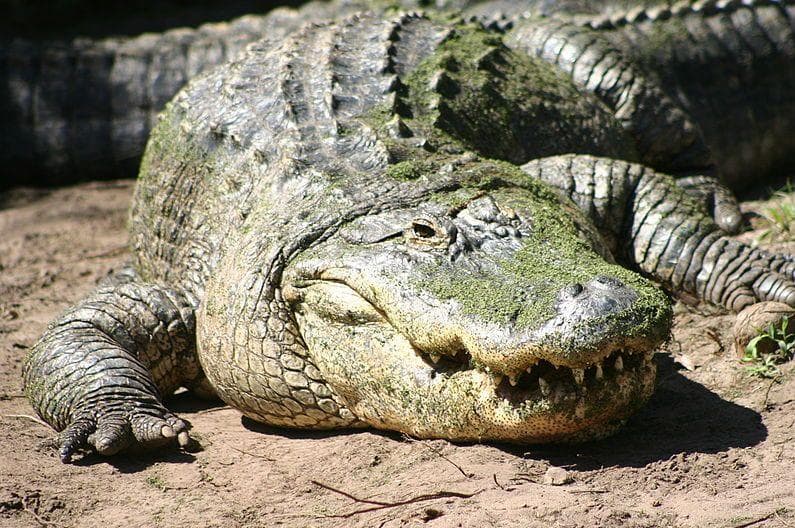 13 Deadly Animals in Texas That Can Easily Kill You