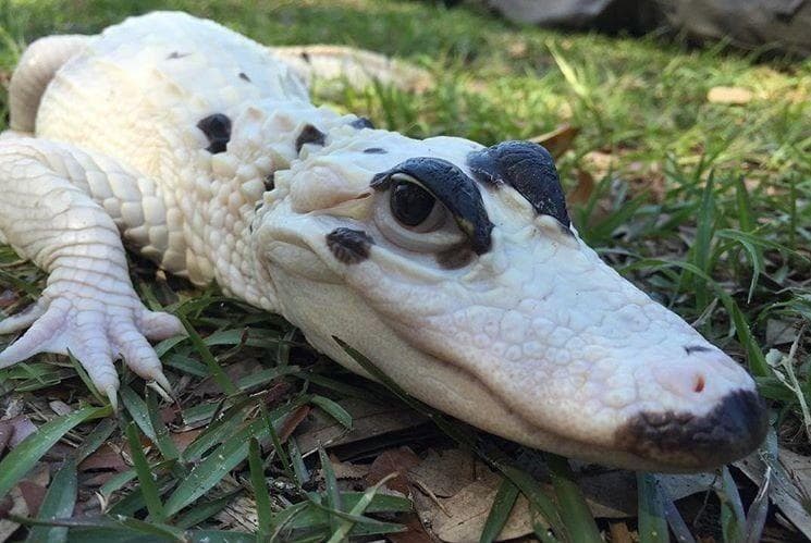 Photos Of Half Albino Animals