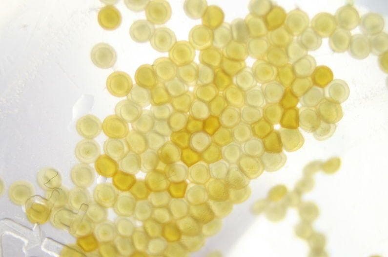 What Sea Creature Eggs Look Like (17 Photos)