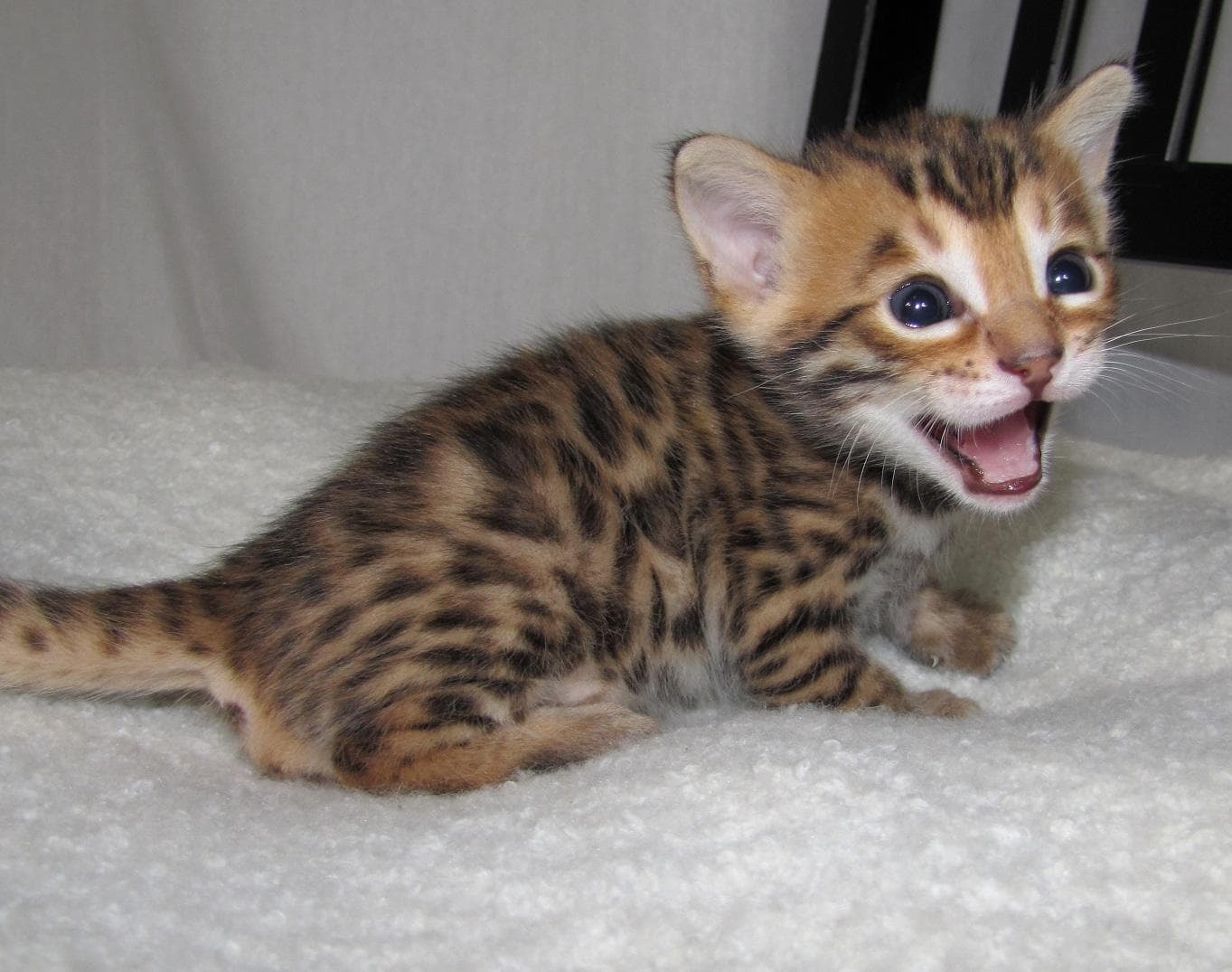 The 28 Cutest Kitten Breeds w/ Pictures, Ranked By Cat Lovers