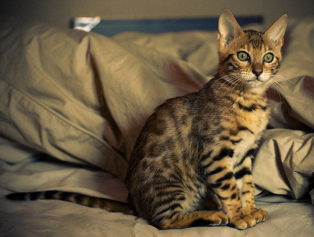 Cute Hybrid Cats | List of Domestic and Wild Cat Crossbreeds