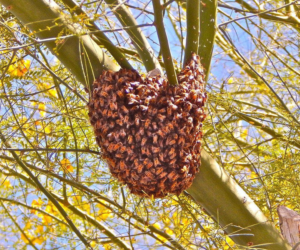 The 12 Scariest And Weirdest Animals In Arizona
