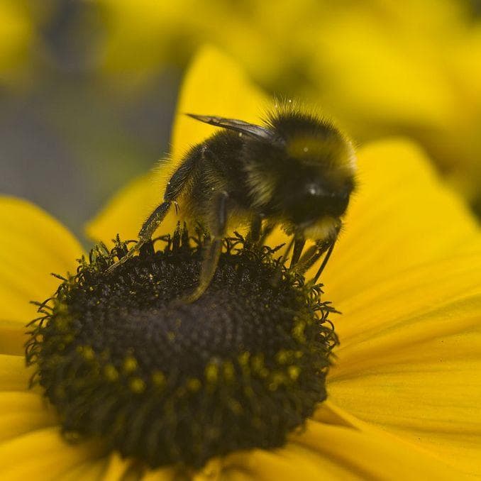 13 Weird Insect Facts That Will Creep You Out