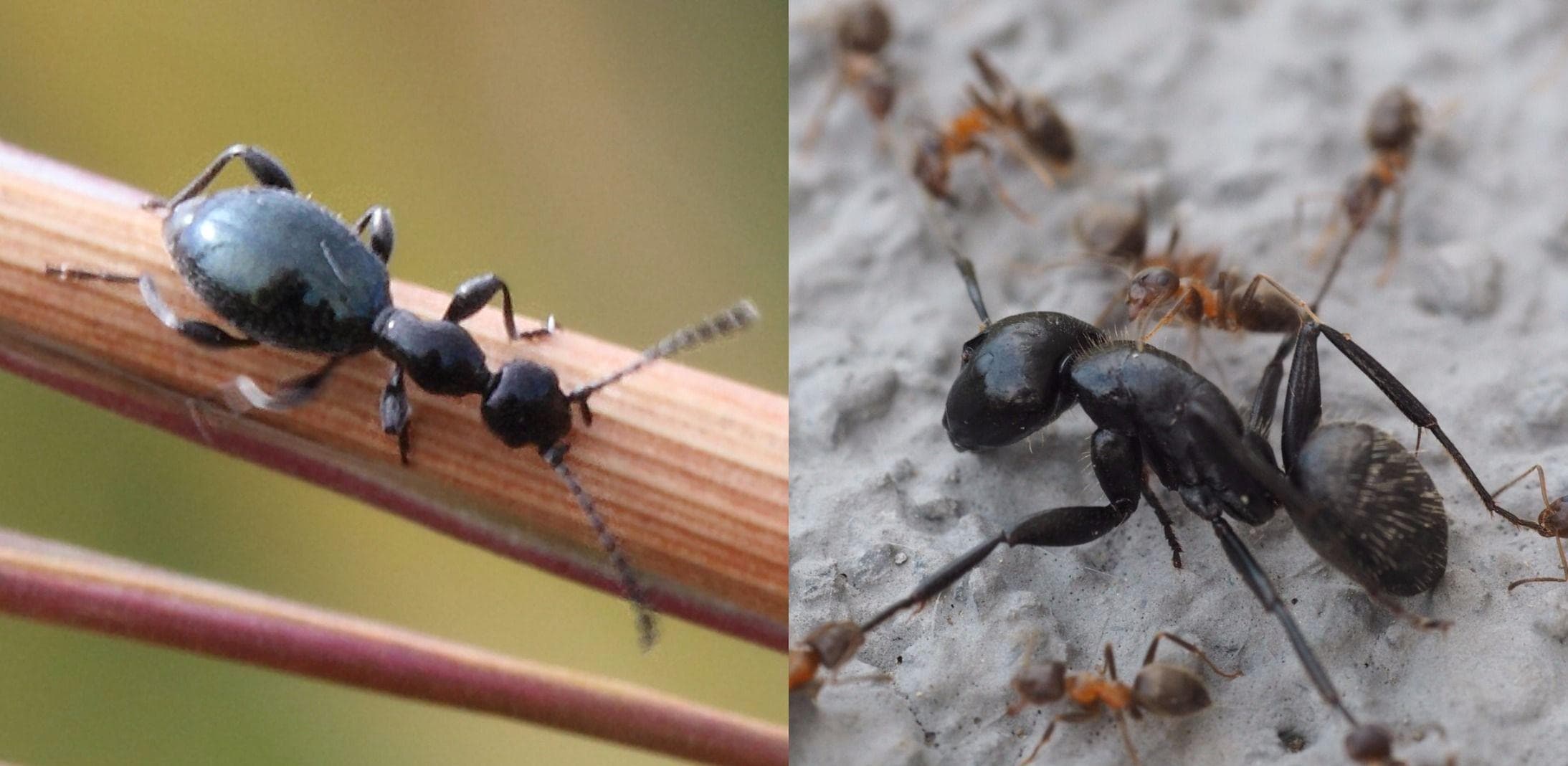 Animal Imposters: 15 Creatures That Fake It To Make It