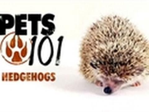 Best Animal Planet Shows | List of Top Animal Planet TV Programs and Series
