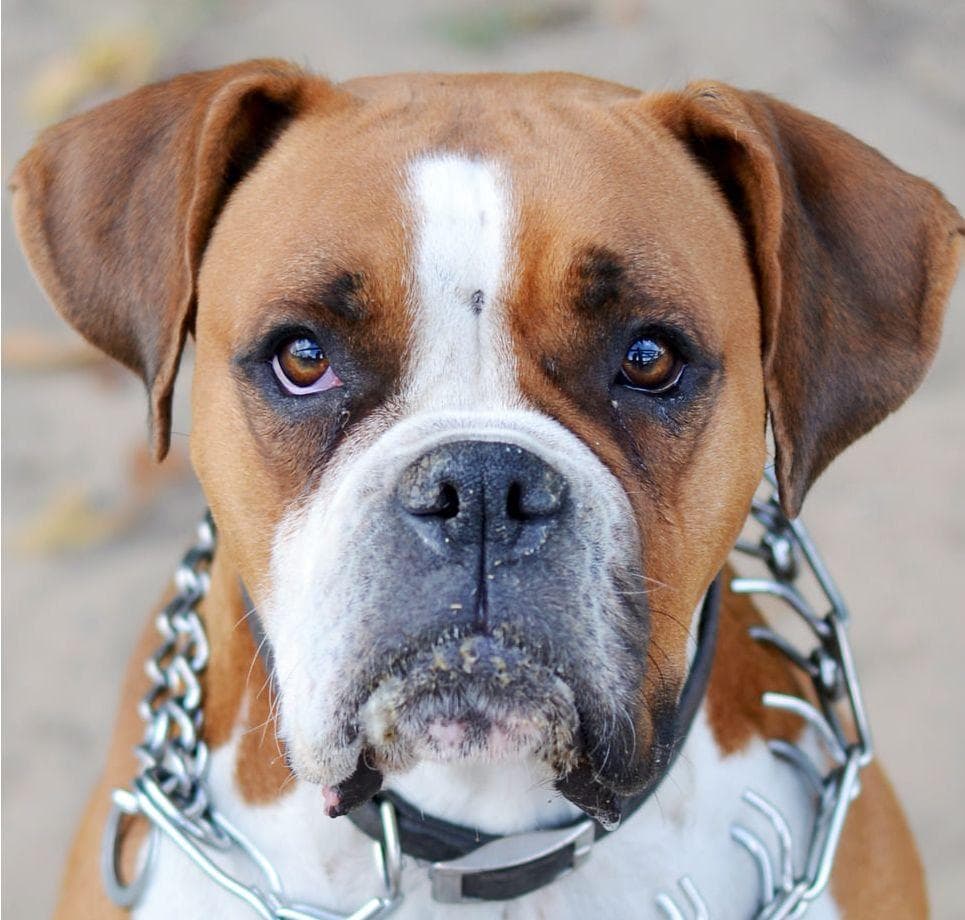 Scariest Dogs List | Types of Scary Dog Breeds