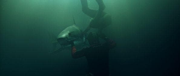 The 15 Worst Shark Movies of All Time, Ranked By Viewers