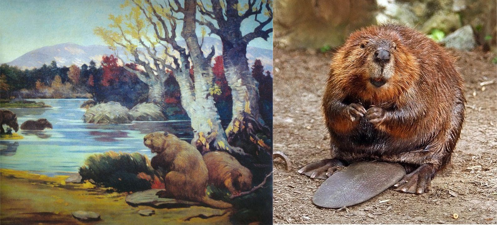 Modern Animals And Their Prehistoric Counterparts