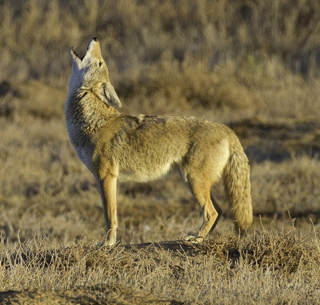 25+ Animals That Live in Deserts, Ranked