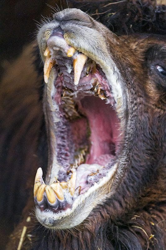 15 Terrifying Animal Mouths That Are Upsetting To Even Look At
