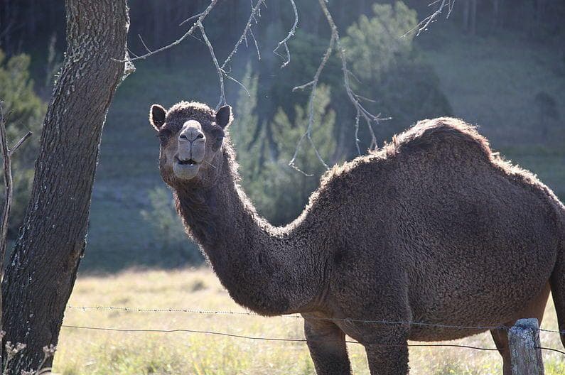 These Invasive Species in Australia Are Wreaking Absolute Havoc