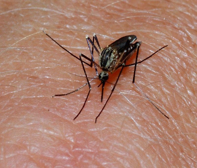 10 Terrifying Creatures From Louisiana You Never Want To Encounter