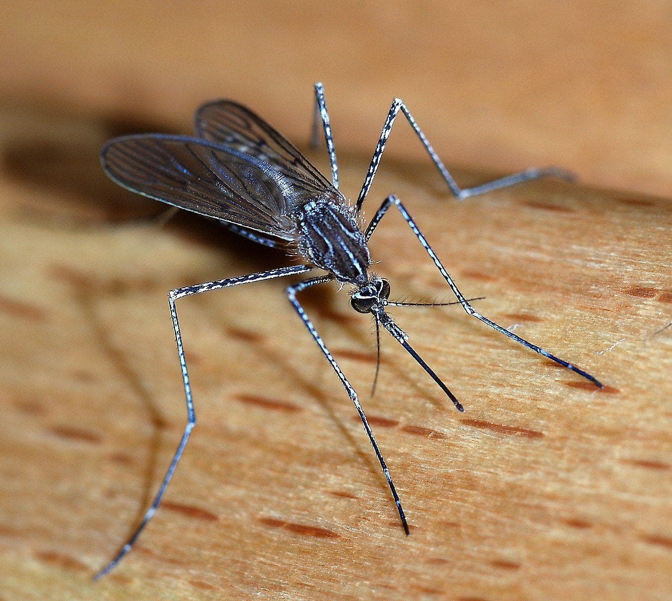 The Most Dangerous Bugs In The World Humans Should Fear The Most