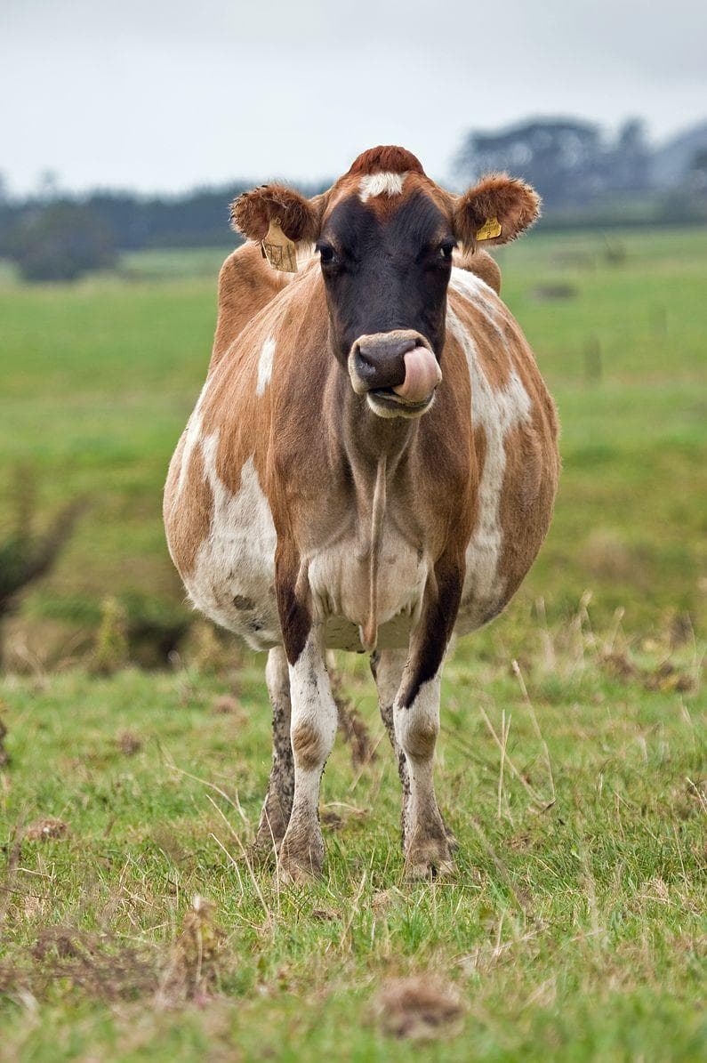 20 Pictures Of Pregnant Animals You've Probably Never Seen Before