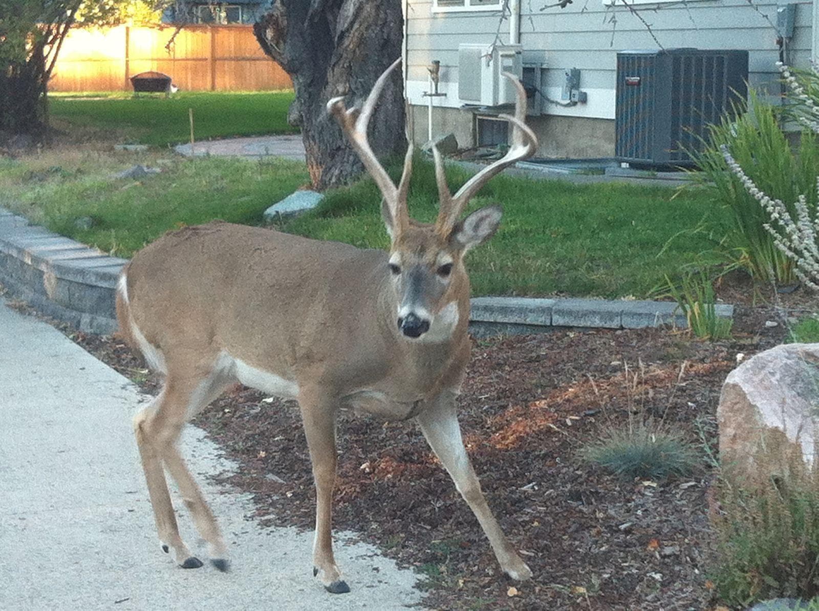 13 Animals That Thrive In Cities Even Better Than Humans Do