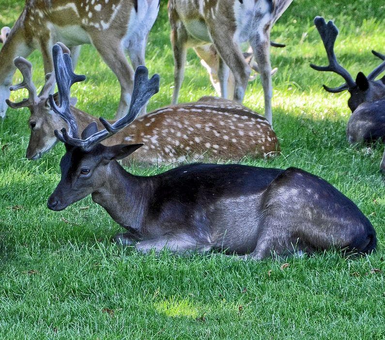 19 Photos Of Black Animals You Had No Idea You Could Even Be Black