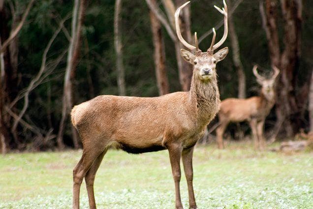 These Invasive Species in Australia Are Wreaking Absolute Havoc