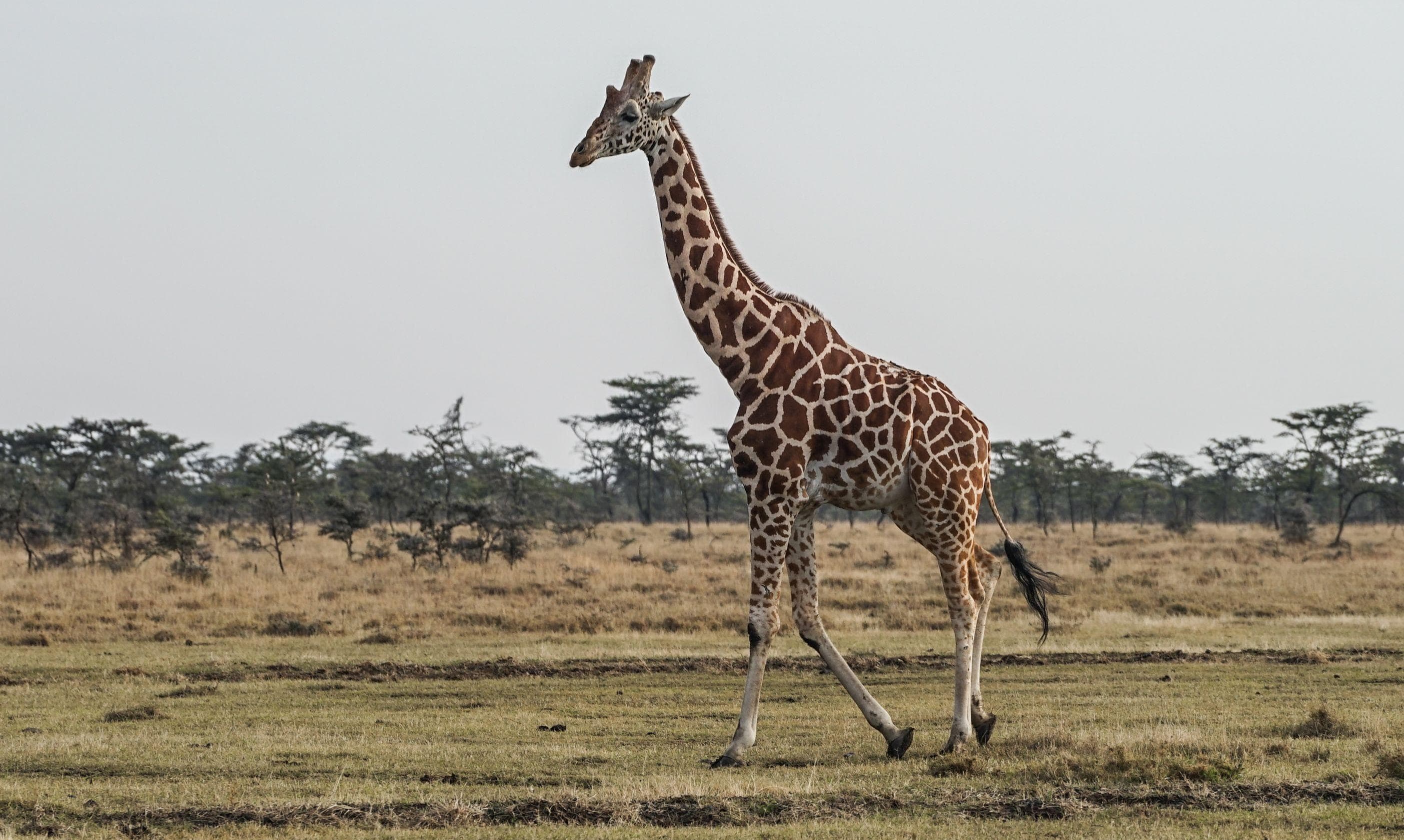10 Animals With The Longest Tails, Ranked By Tail-To-Body Ratio