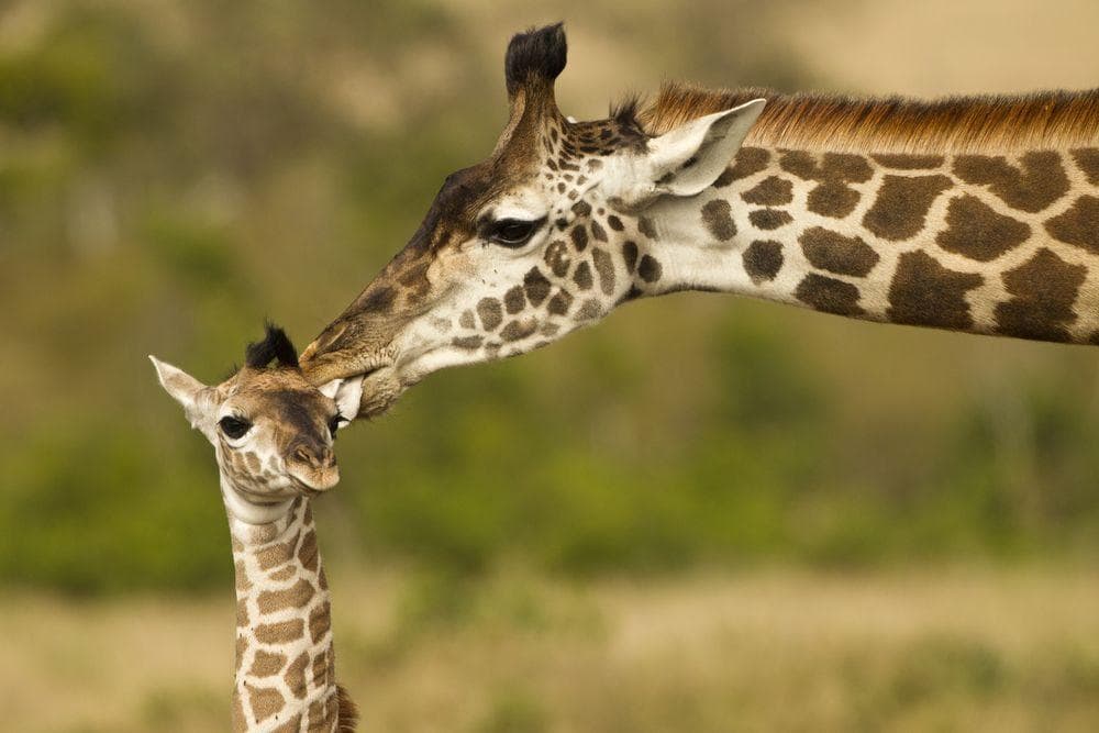 Pictures Of Baby Animals And Their Mothers