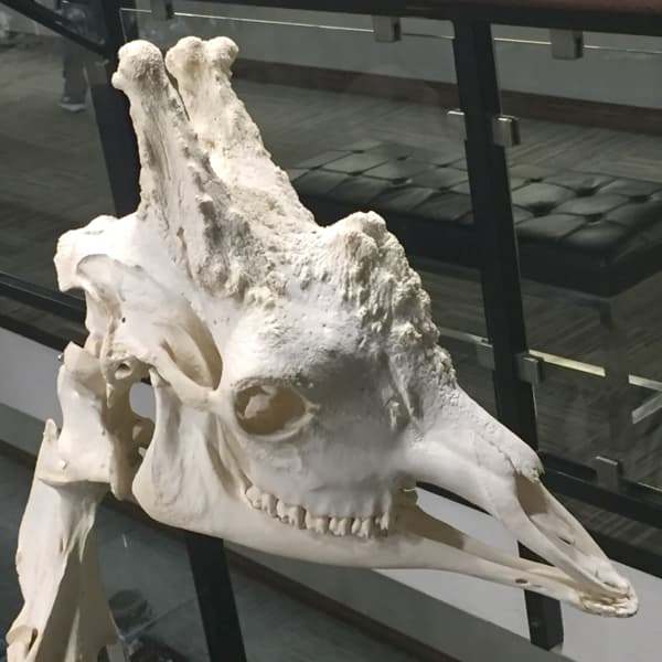 Wild-Looking Animal Skeletons That Made Us Say 'Whoa'