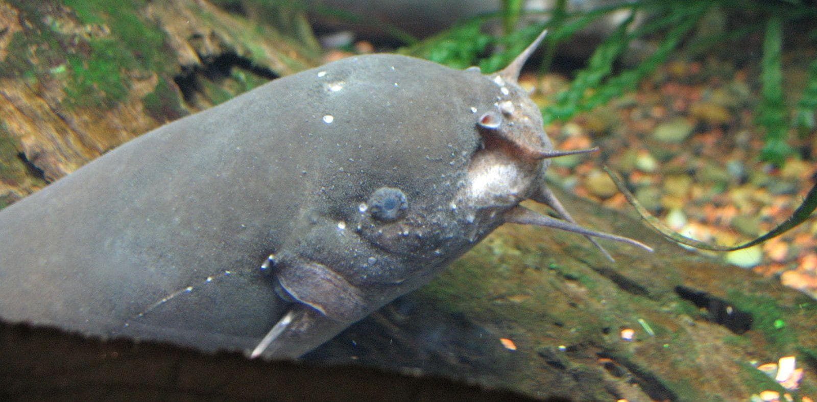 20 Super Creepy Animal Facts That Are Actually Pretty Upsetting