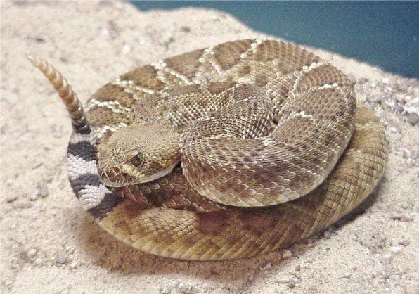 The Scariest Types of Snakes | List of Scary Snake Species