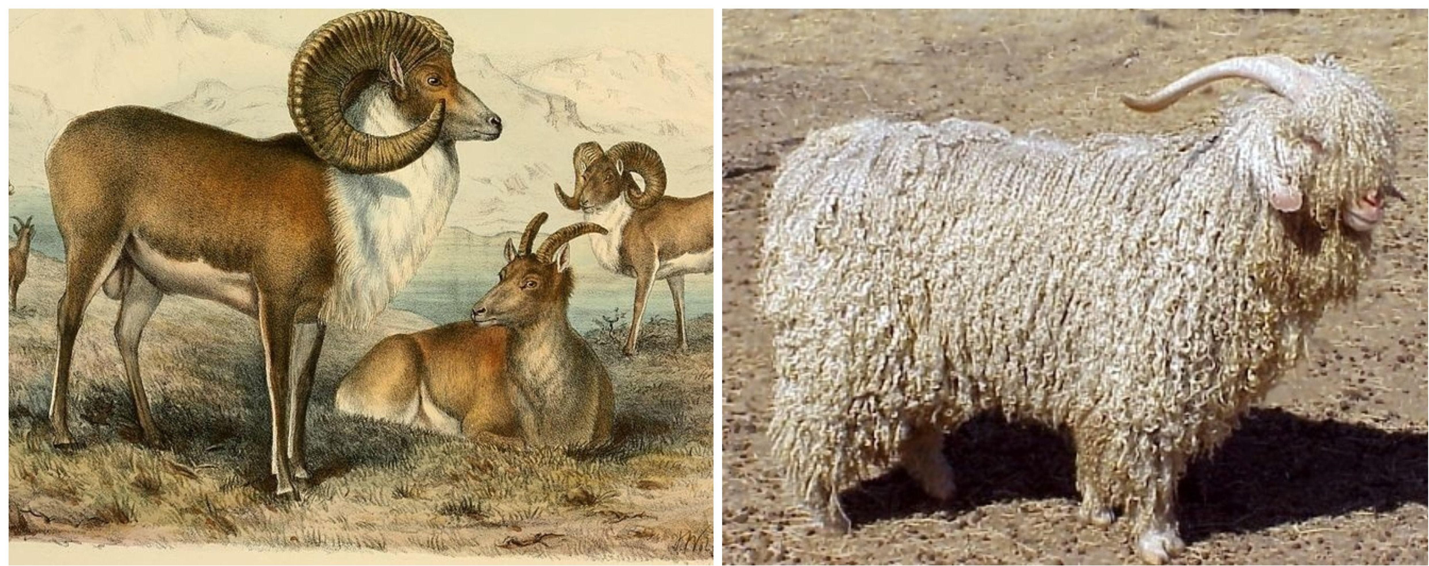 What Animals Looked Like Before Humans Started Breeding Them For Food