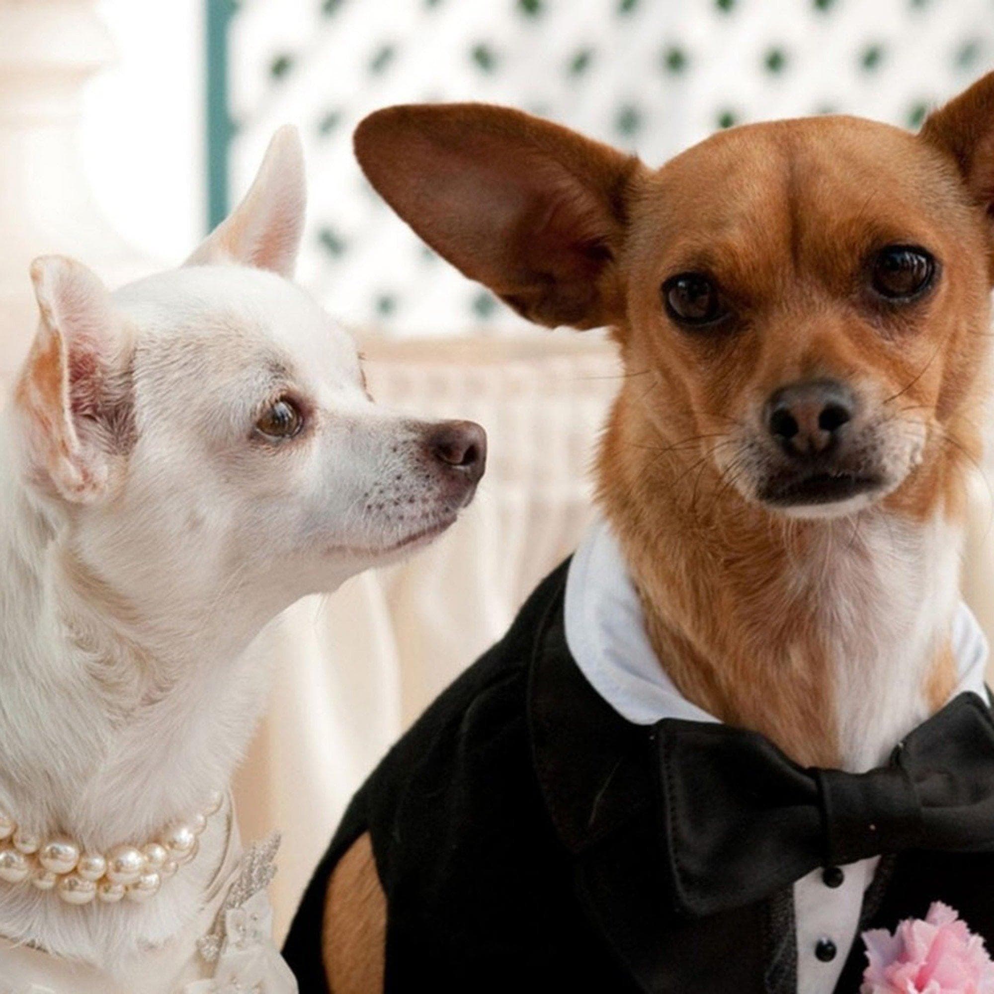 The 40+ Best Movies About Talking Dogs, Ranked By Fans