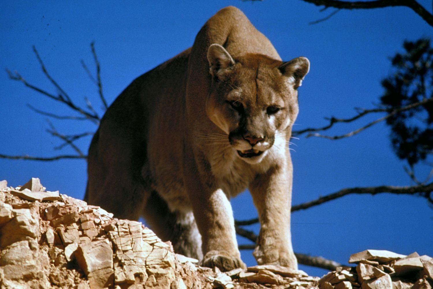 Best Big Cats | List of Big Cat Species