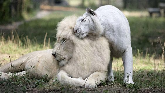 Albino Animal Pictures | Photo Gallery of Cute Leucistic Animals