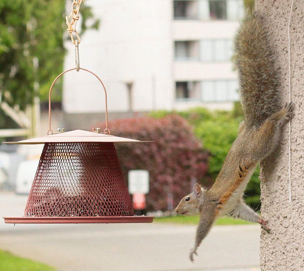 13 Animals That Thrive In Cities Even Better Than Humans Do