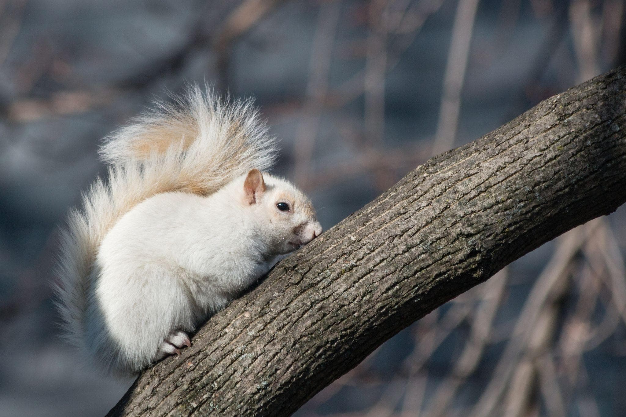 Photos Of Half Albino Animals