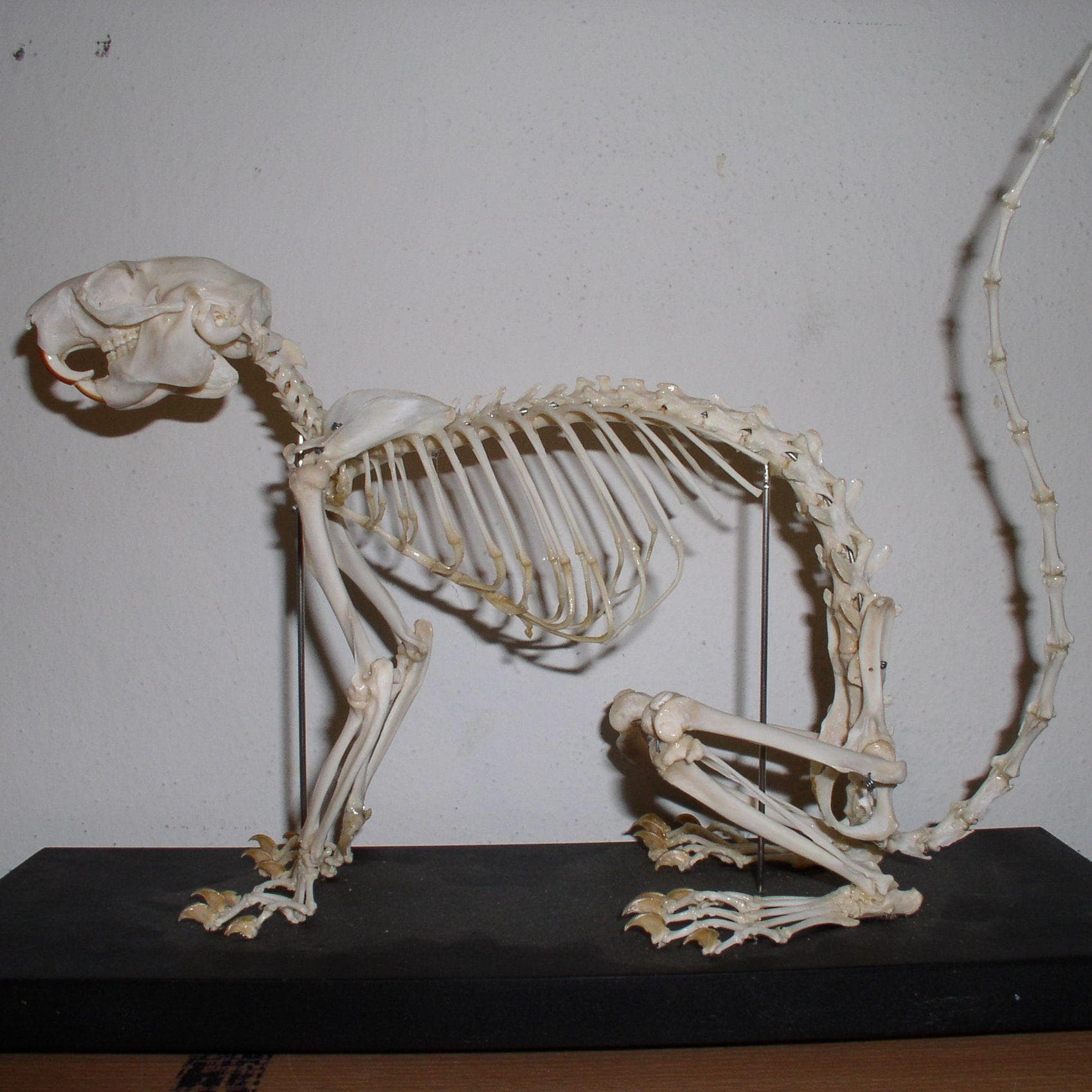 What Skeletons of Cute Animals Look Like