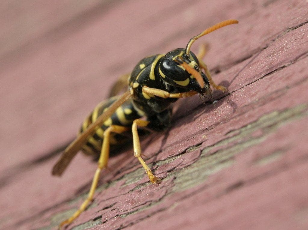 The 14 Most Annoying Insects, Ranked