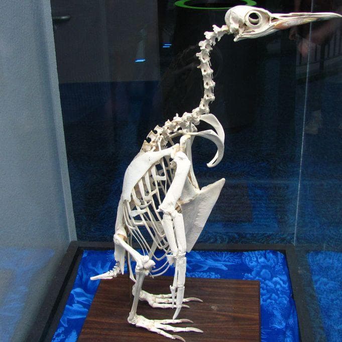 What Skeletons of Cute Animals Look Like