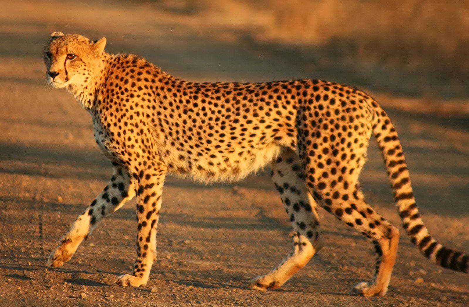 Best Big Cats | List of Big Cat Species
