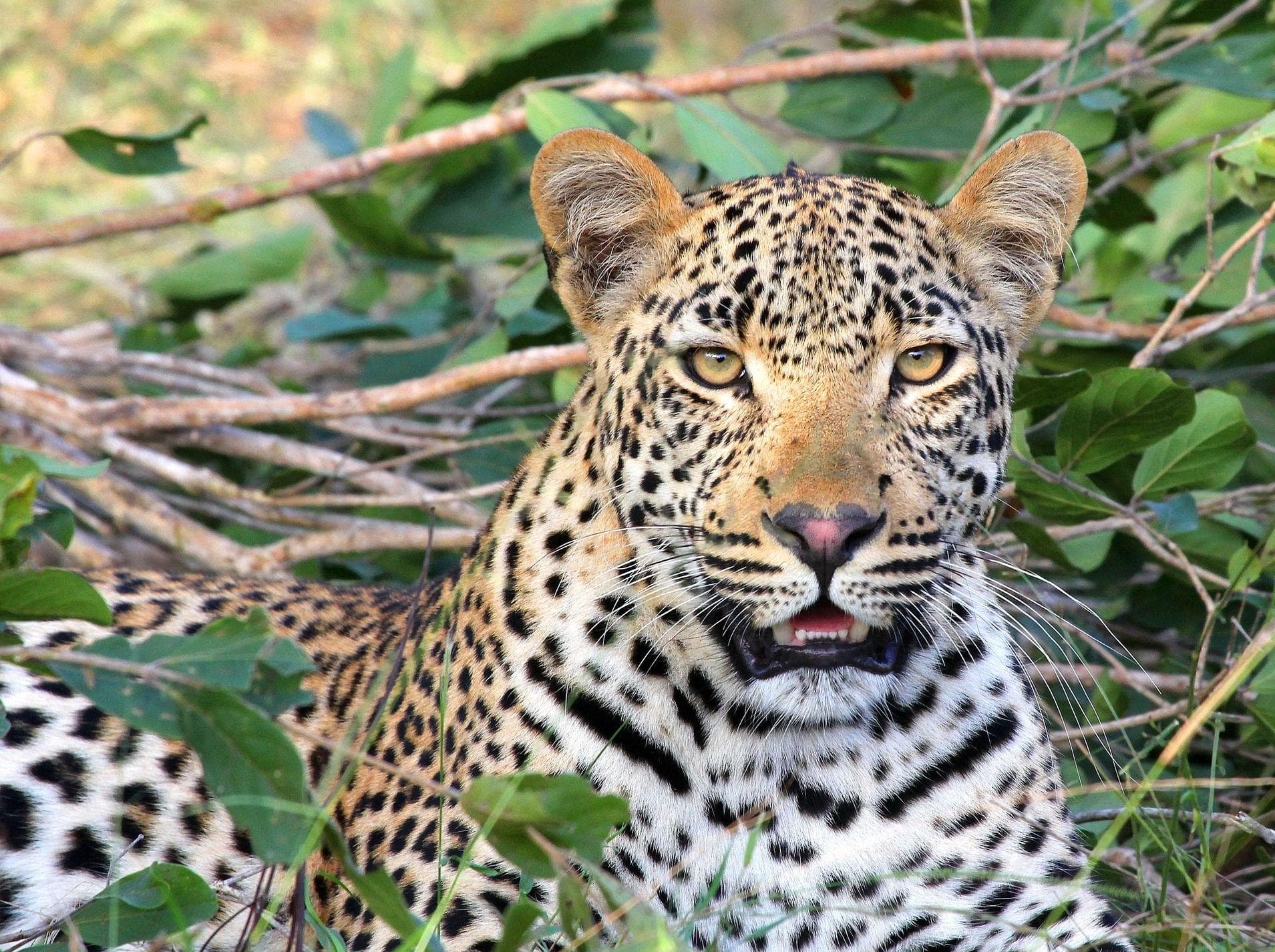 28 Cute Animals That Are Actually Violent and Dangerous