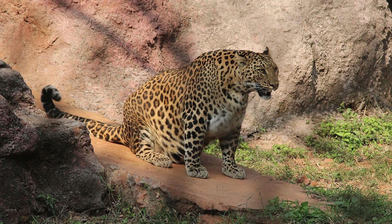 20 Pictures Of Pregnant Animals You've Probably Never Seen Before