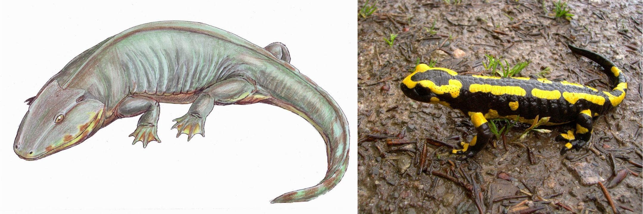 Modern Animals And Their Prehistoric Counterparts