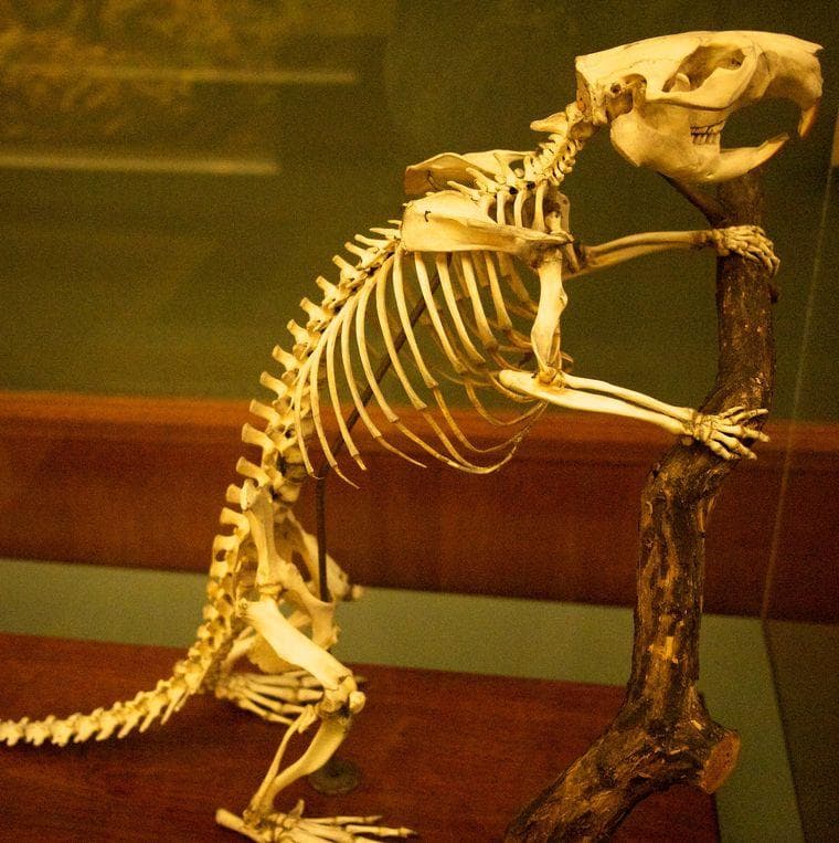 What Skeletons of Cute Animals Look Like