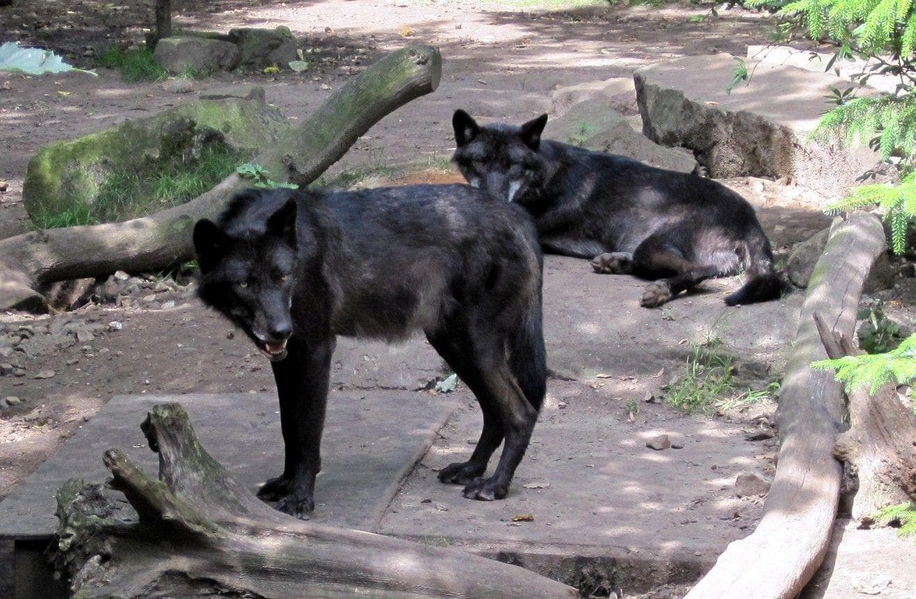 19 Photos Of Black Animals You Had No Idea You Could Even Be Black