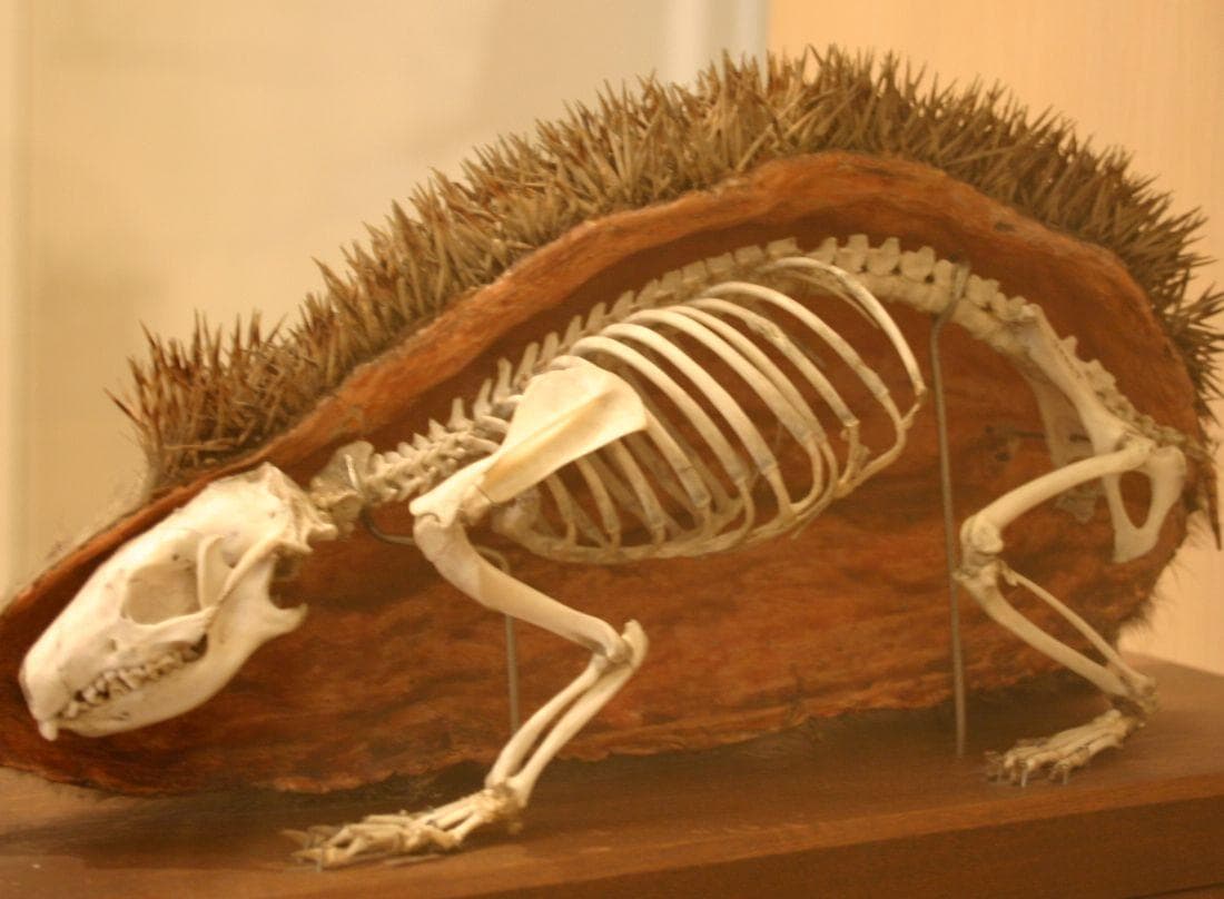 What Skeletons of Cute Animals Look Like