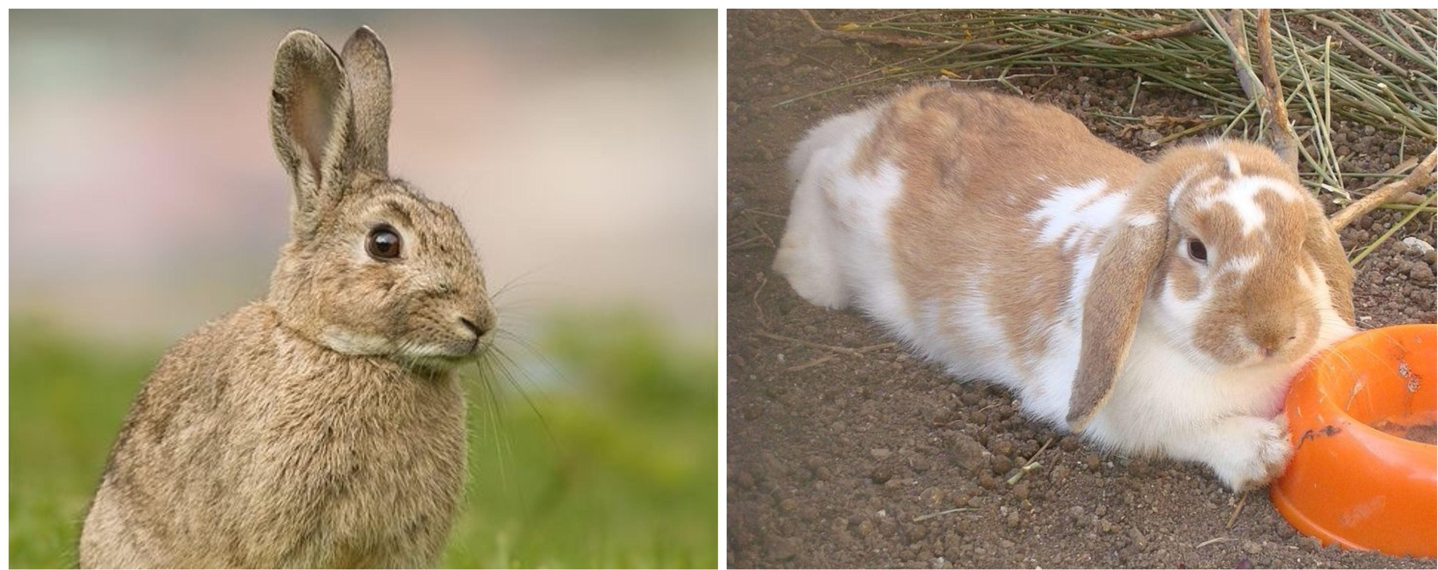 What Animals Looked Like Before Humans Started Breeding Them For Food