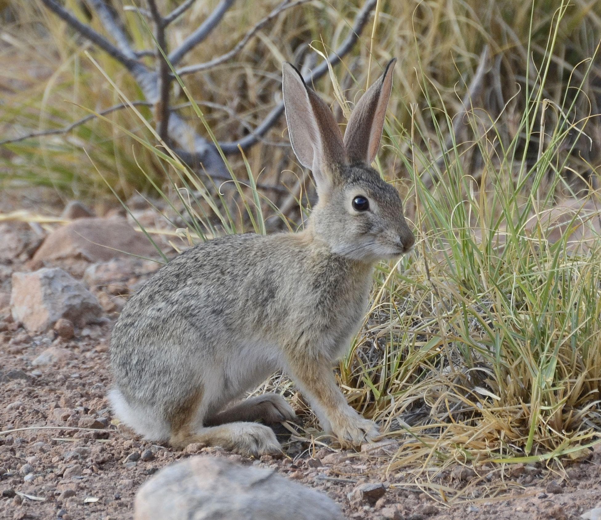 The Best Animals To Hunt For Beginners, Ranked By Hunters