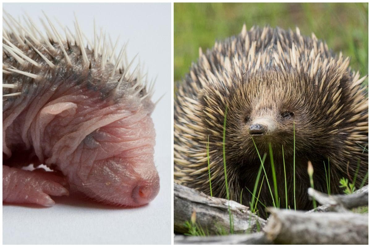 15 Pictures Of Animals As Babies Vs. Full Grown